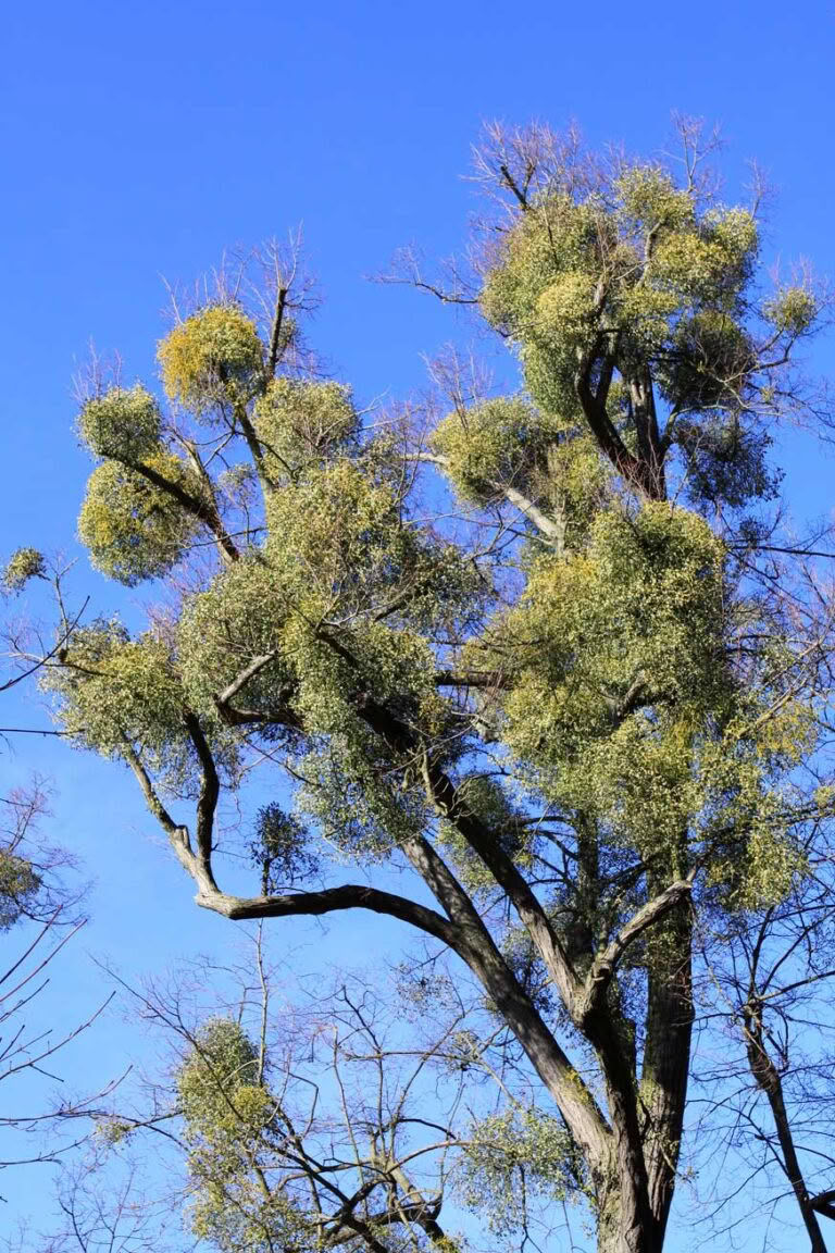 Misteln – Segen oder Plage? - Der praktische Gartenratgeber