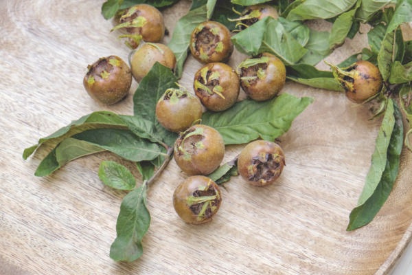 Die Mispel – vitaminreiches Winterobst - Der praktische Gartenratgeber